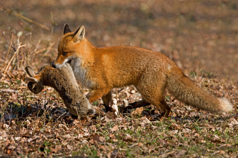 Is a Fox a Canine? Fox Behavior, Safety & What Campers Should Know